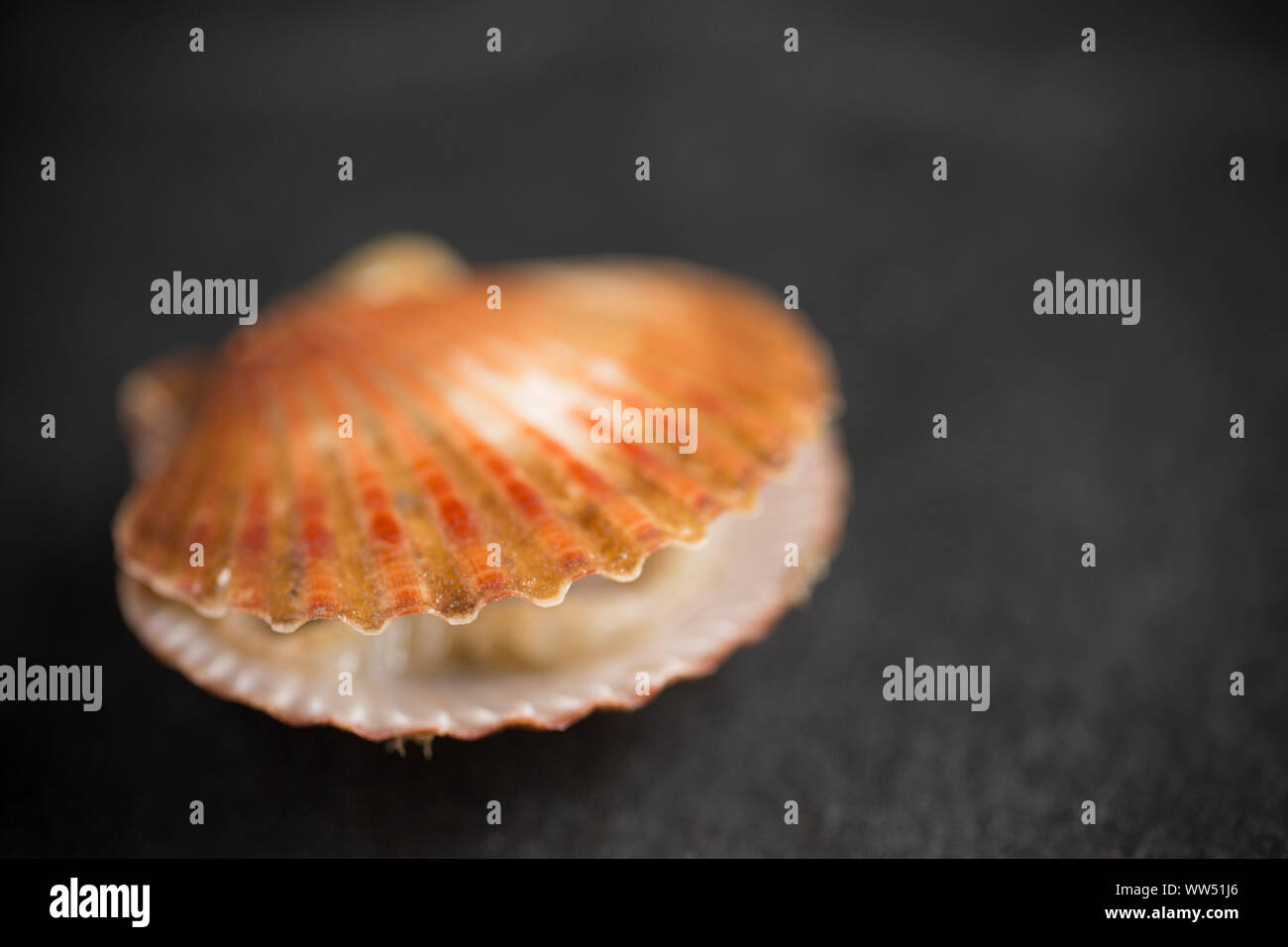 Queen scallop hi-res stock photography and images - Alamy