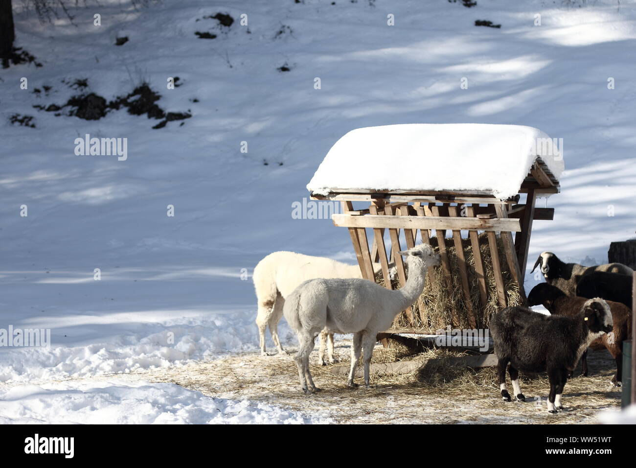 Alpacas and sheep hi-res stock photography and images - Alamy
