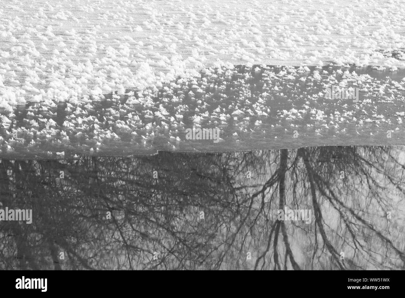 Trees are reflected in the half frozen water Stock Photo - Alamy