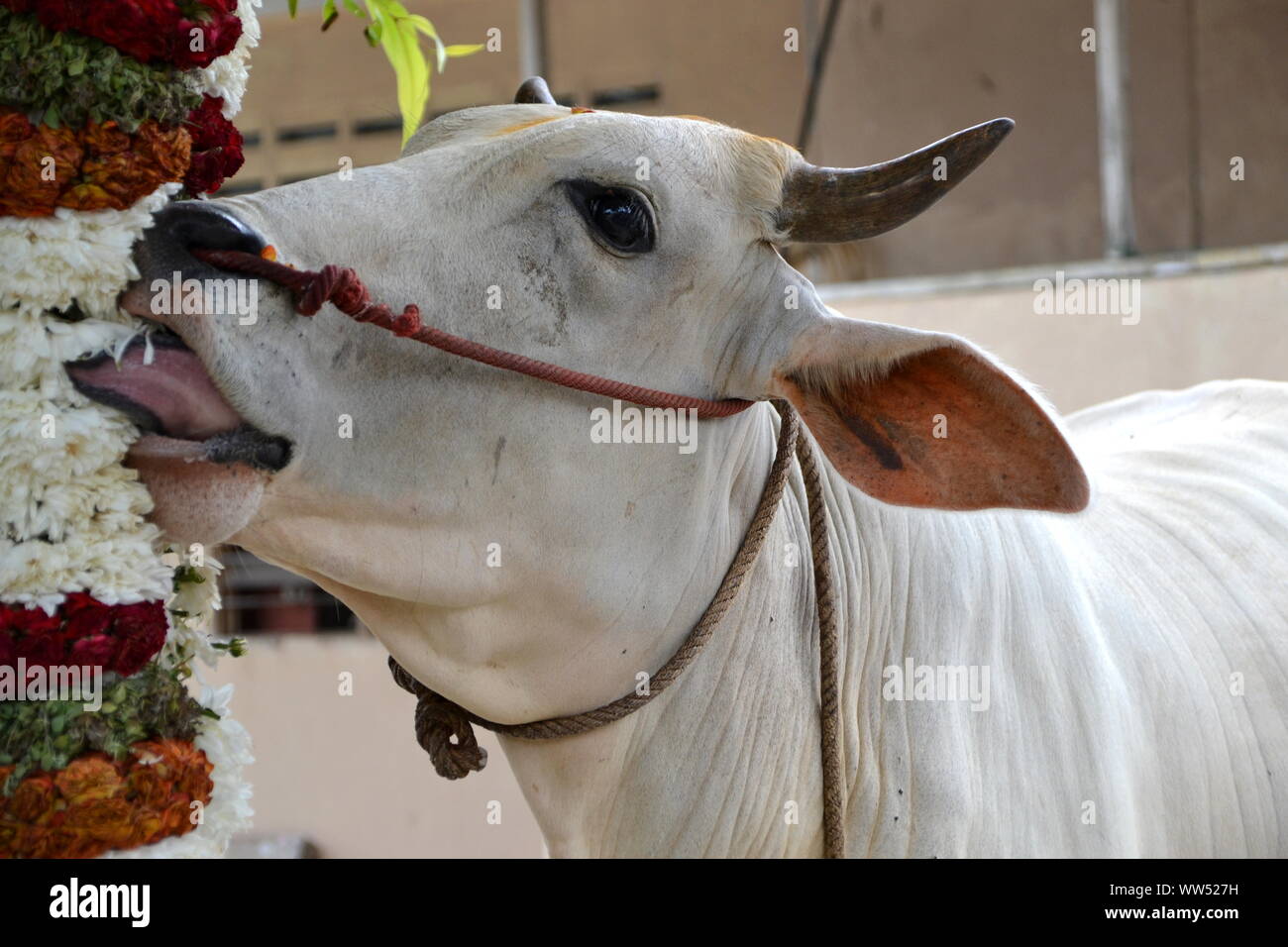 A cow sneaking away to the eat the flower offering at hindu temple Sri Shakti, Selangor ...