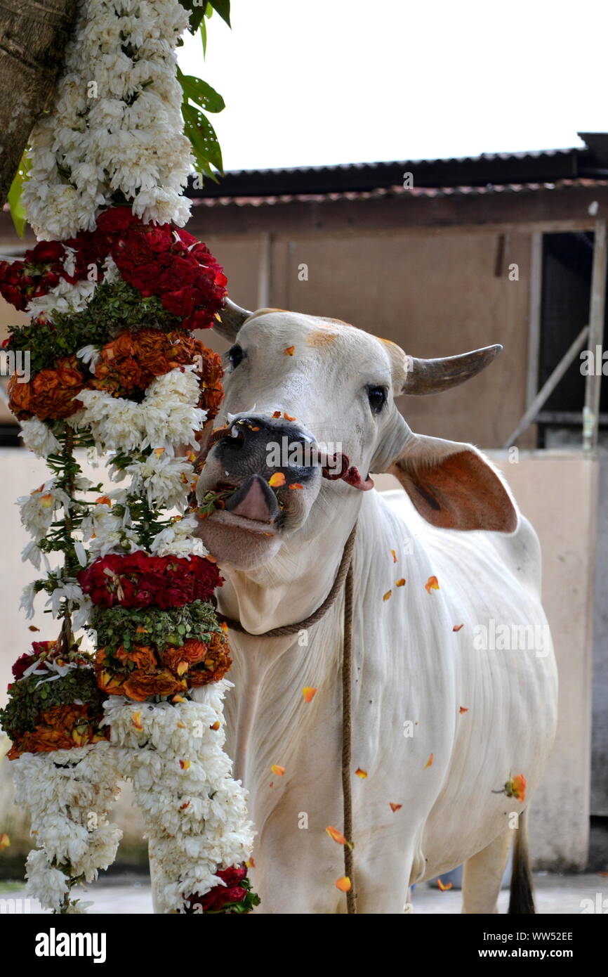 A cow sneaking away to the eat the flower offering at hindu temple Sri Shakti, Selangor ...