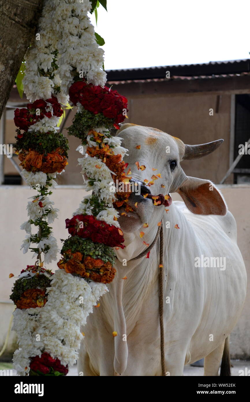 A cow sneaking away to the eat the flower offering at hindu temple Sri Shakti, Selangor ...