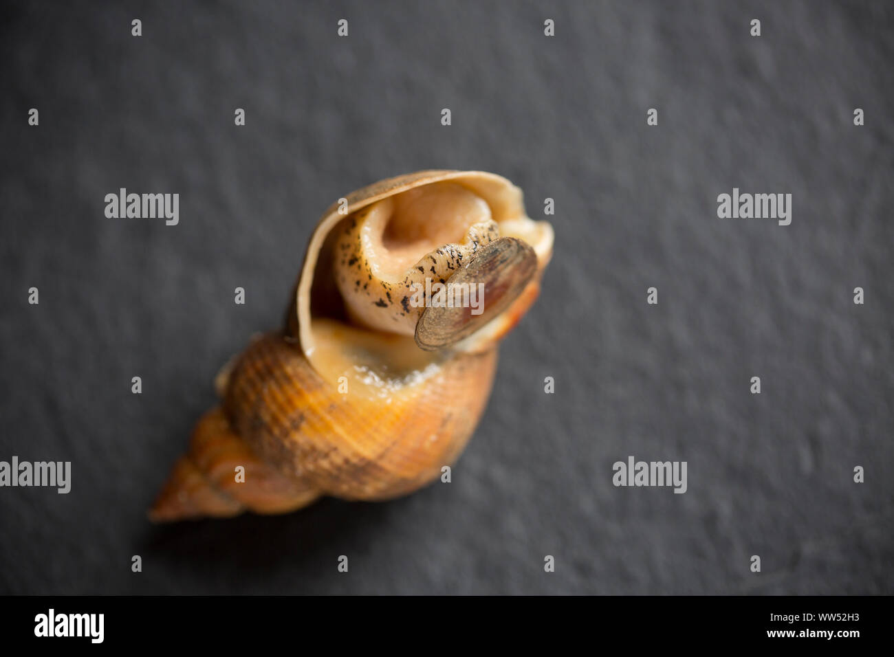Live whelks hi-res stock photography and images - Alamy