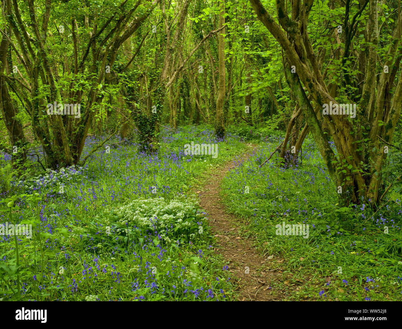 Ireland, County Wexford, blue blossoming Bluebells in the coastal ...