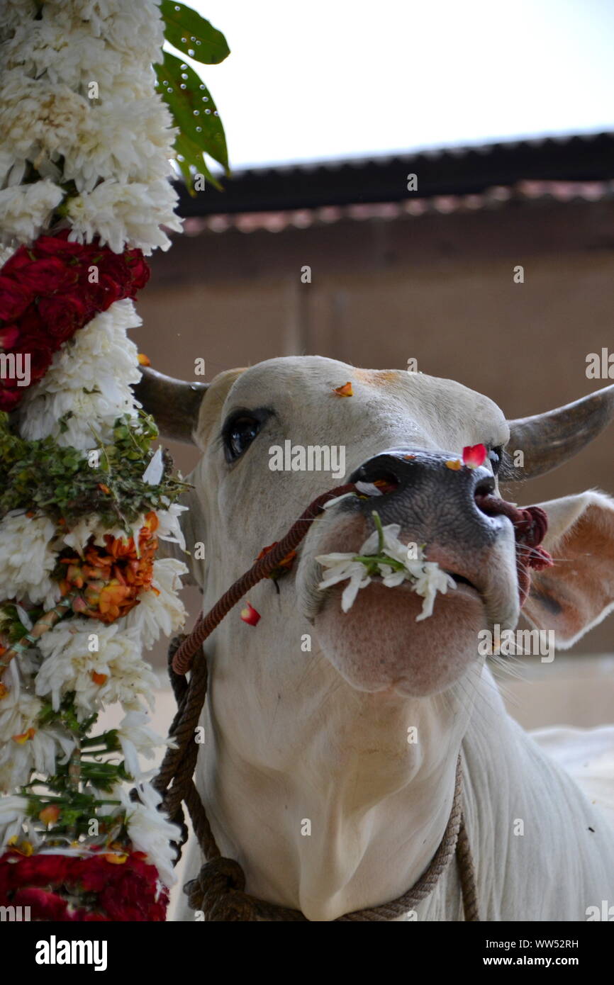 A cow sneakes away to the eat the flower offering at hindu temple Sri Shakti, Selangor, Malaysia ...