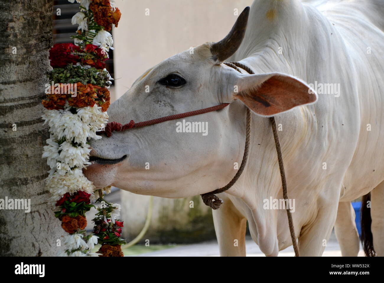 A cow sneakes away to the eat the flower offering at hindu temple Sri Shakti, Selangor, Malaysia ...
