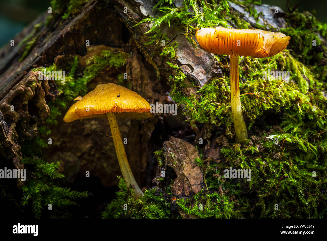 English woodland fungi hi-res stock photography and images - Alamy