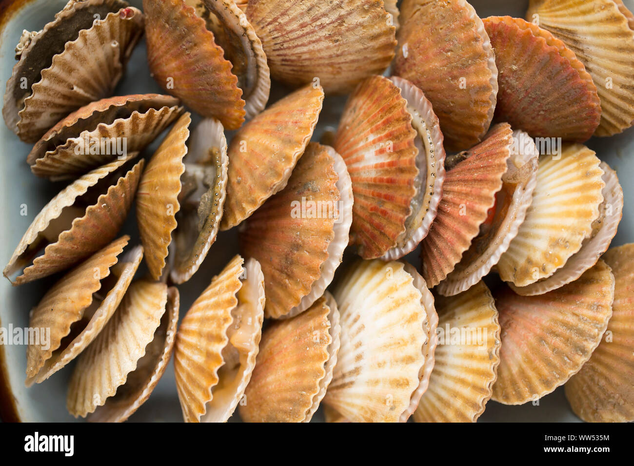 Queen scallop hi-res stock photography and images - Alamy