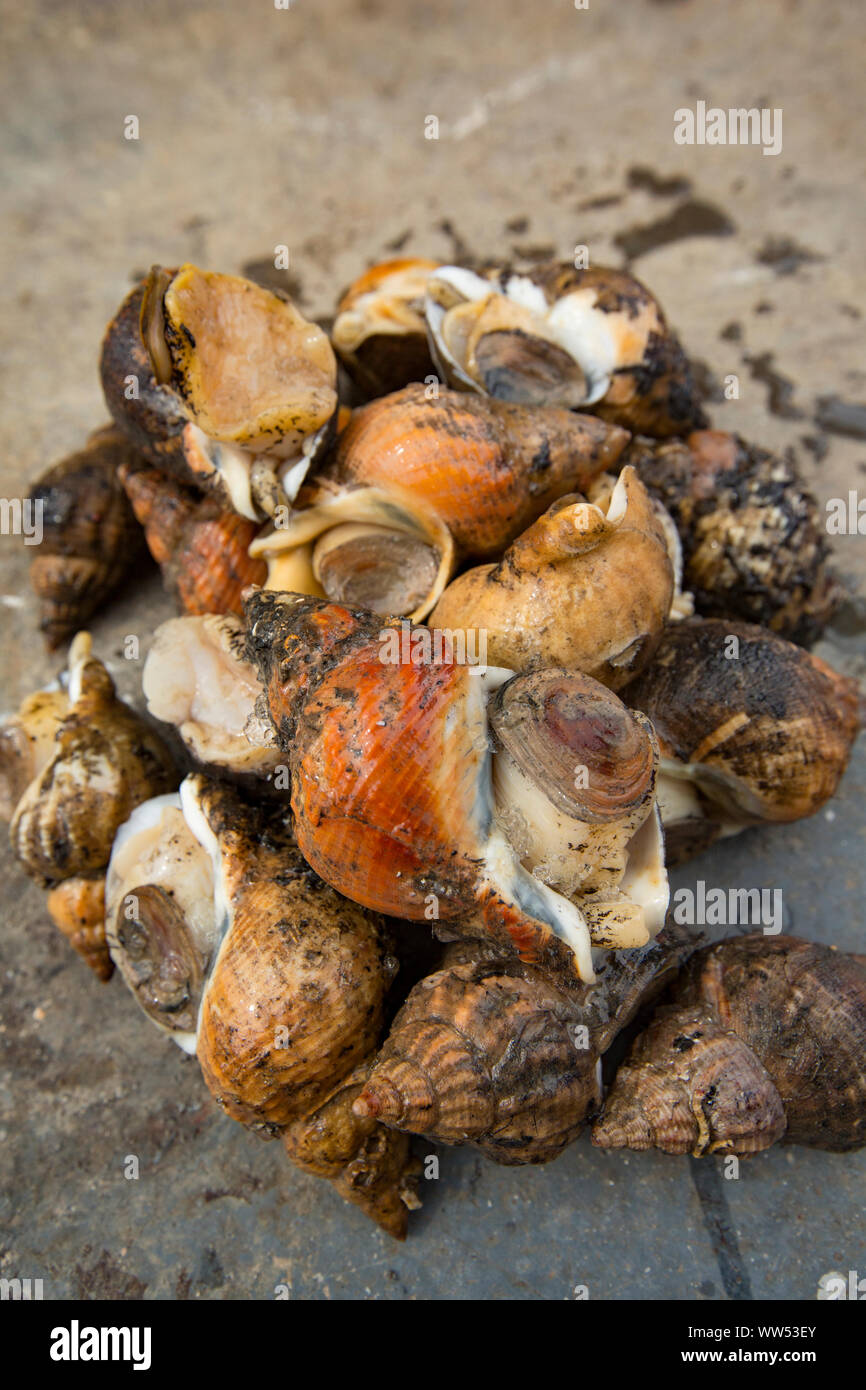 Live whelks hi-res stock photography and images - Alamy