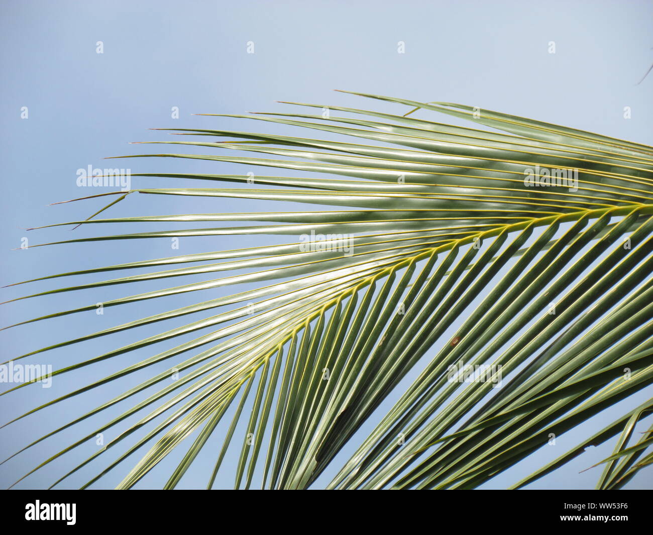 COCONUT PALM TREE FROND Stock Photo - Alamy