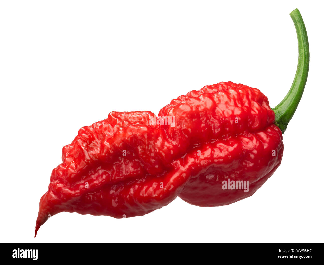 Ghost chile pepper Bhut Jolokia (Capsicum frutescens x Capsicum ...