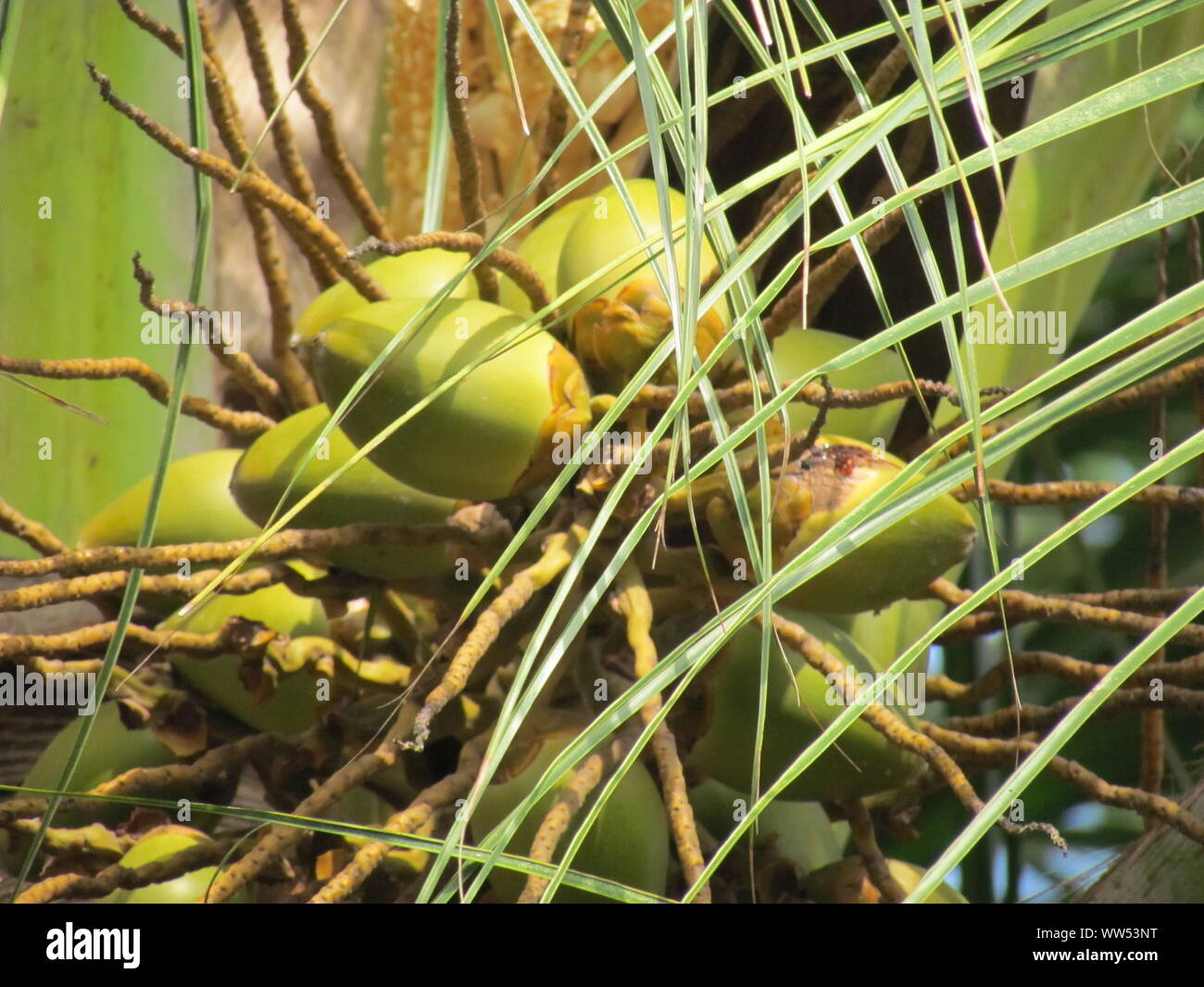 Watery fruits hi-res stock photography and images - Alamy