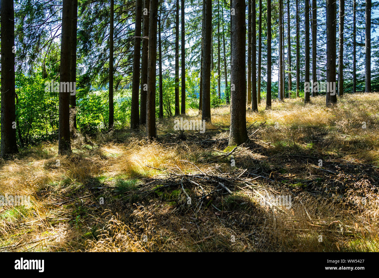 Germany, Sunny day inside black forest between big tree trunks of fir trees in thicket nature ...