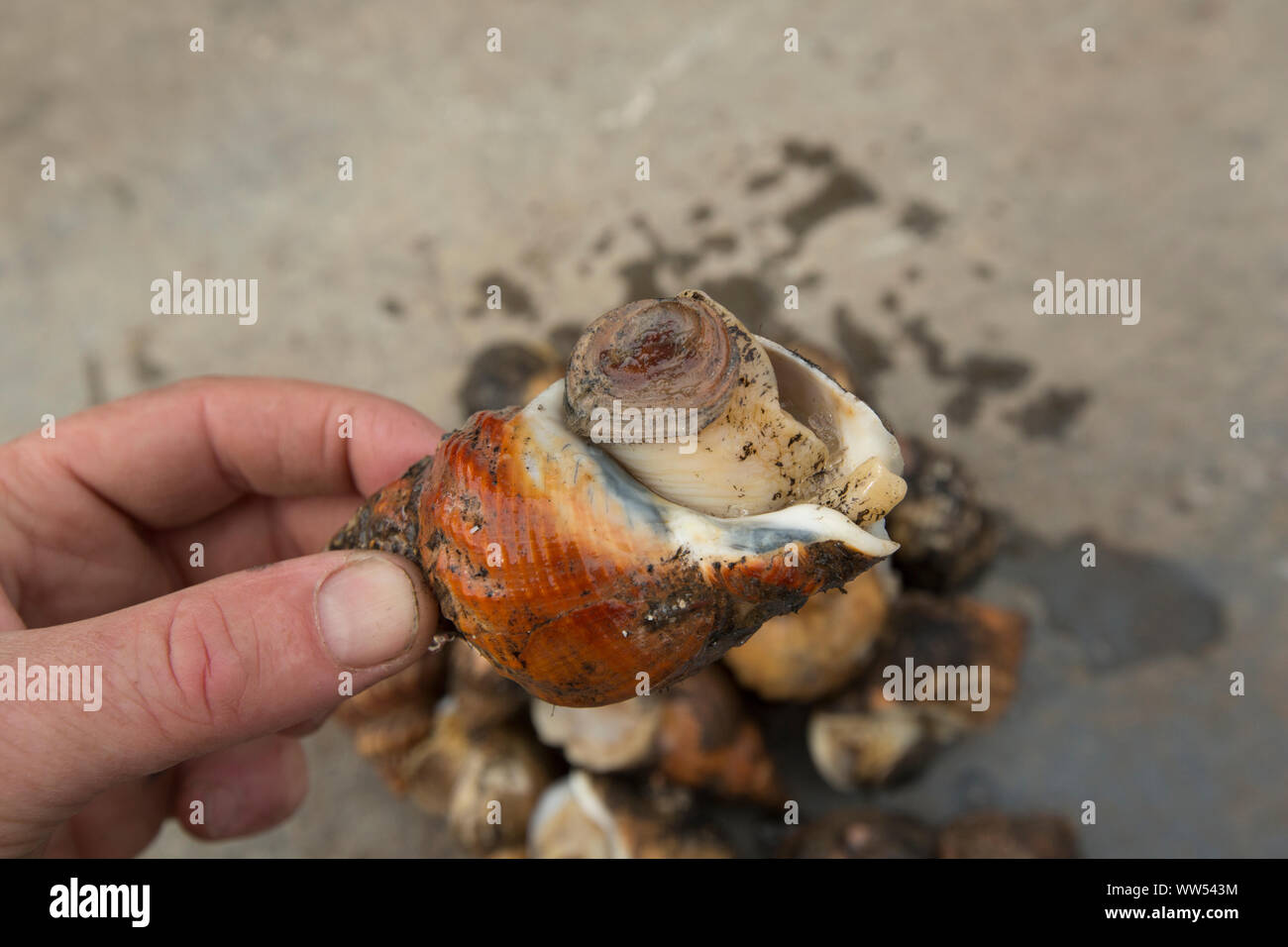 Live whelk hi-res stock photography and images - Alamy