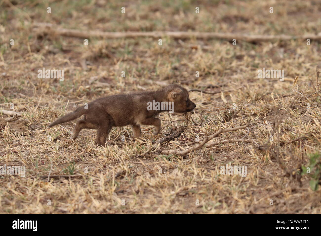 Baby Jackal