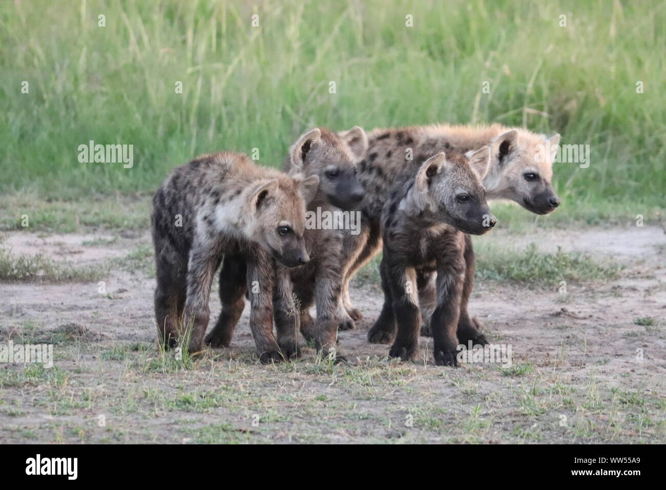 Group of spotted hyena cubs, Masai Mara National Park, Kenya Stock ...