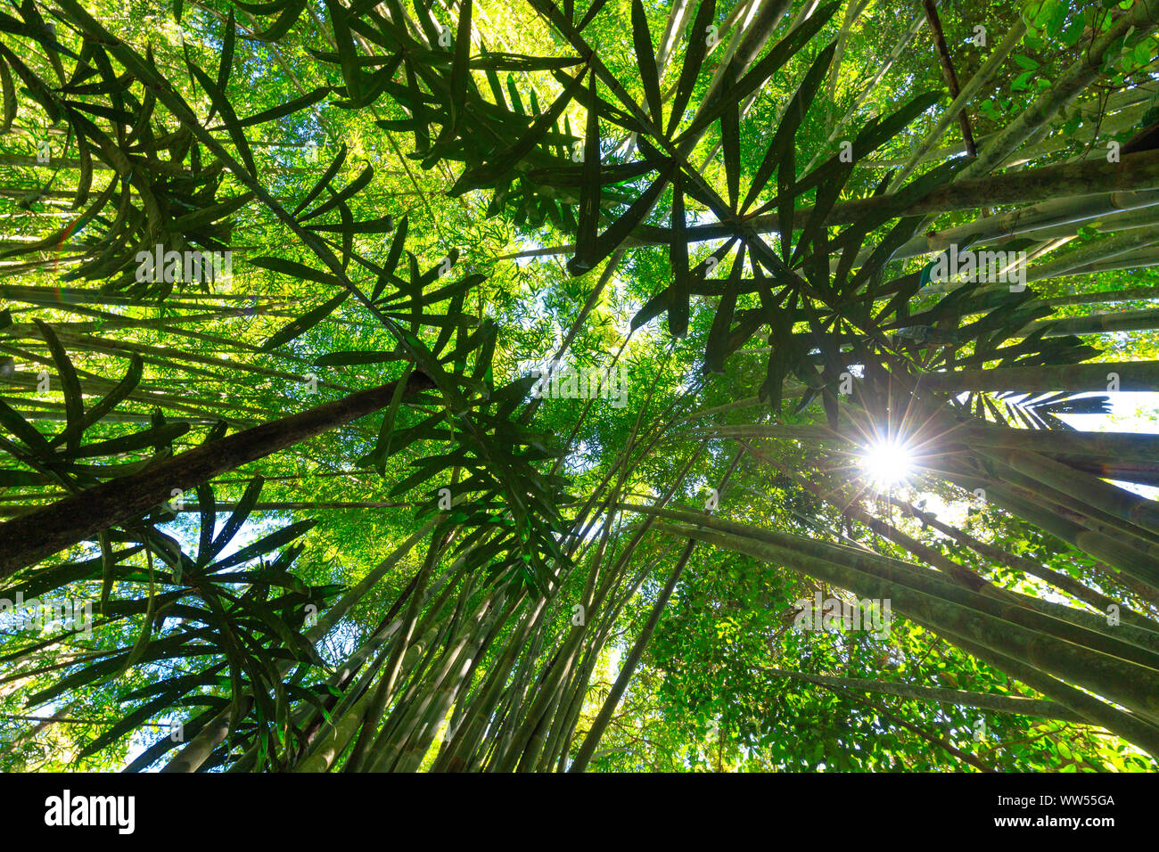 Lush bamboo and palm tree area in the Khao Sok jungle, Thailand Stock ...