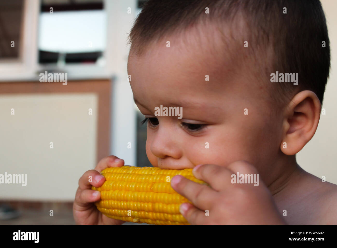 Small child eating buttered corn on the cob. Toddler biting shiny ...