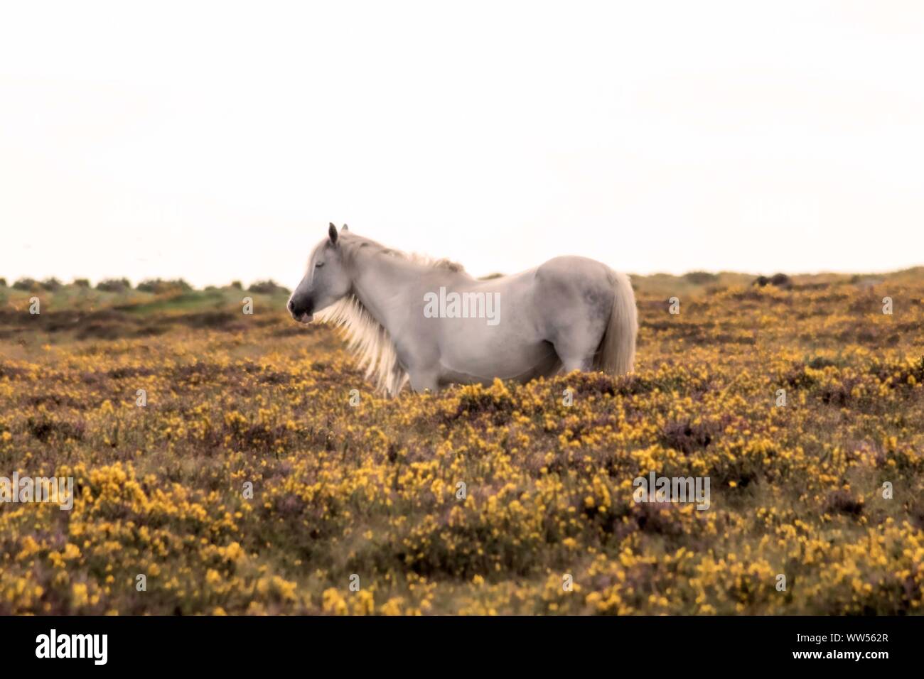While white mOuntain horse with long white mane Stock Photo - Alamy