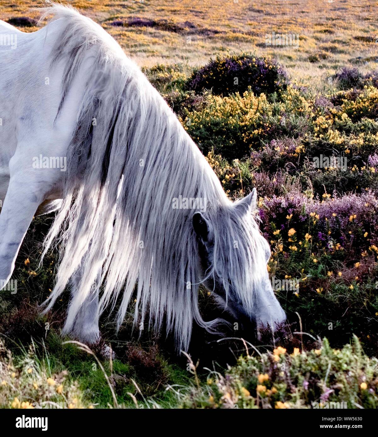 Long white mane hi-res stock photography and images - Alamy