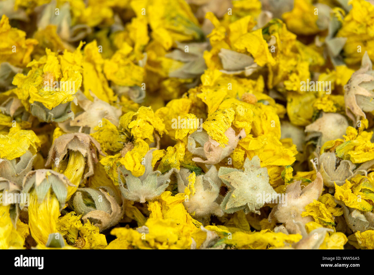 Dried flowers of marsh mallow (Althaea officinalis Stock Photo - Alamy