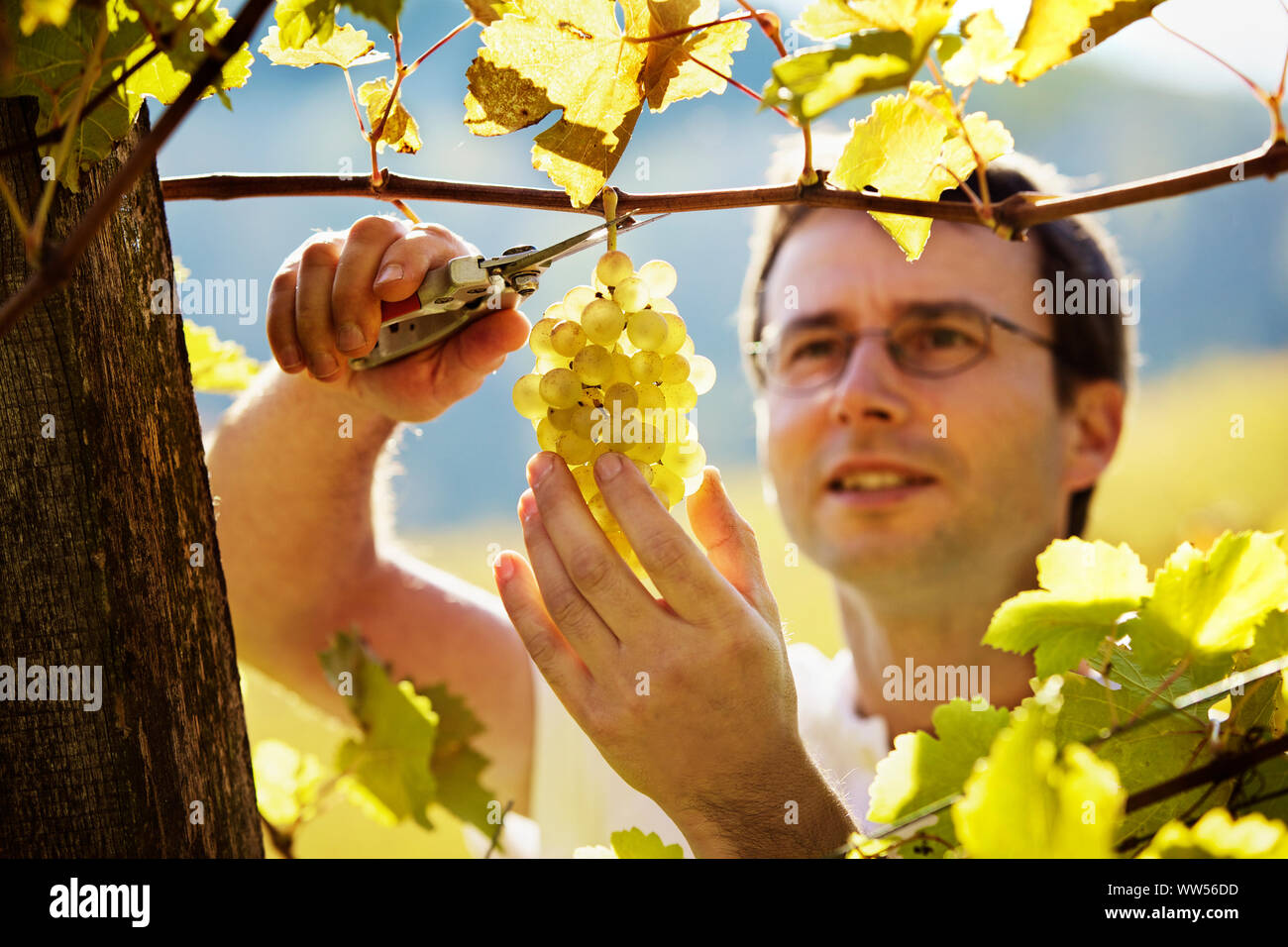 Vintner harvesting grapes Stock Photo - Alamy