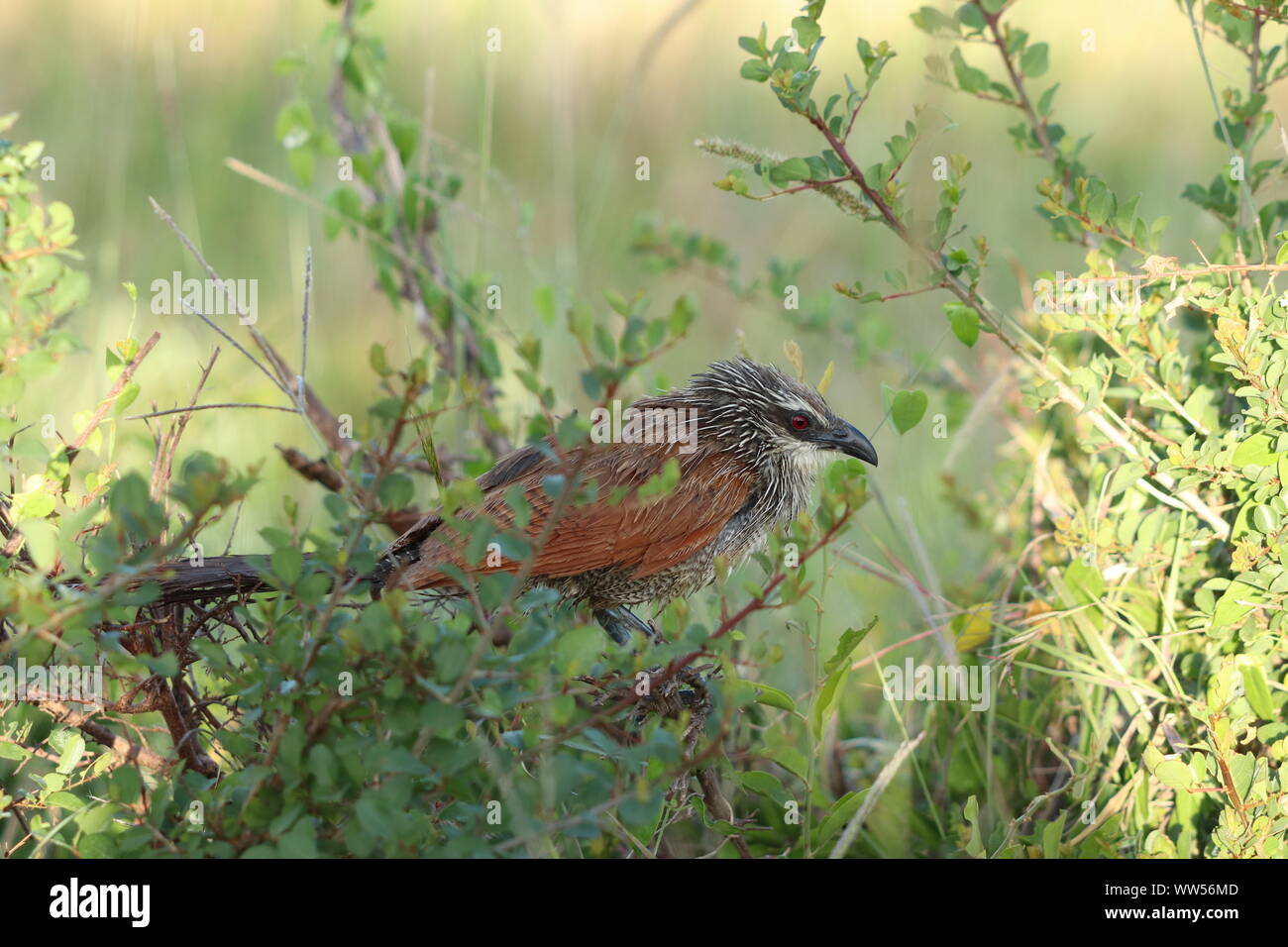 Coucal bird, Masai Mara National Park, Kenya Stock Photo - Alamy