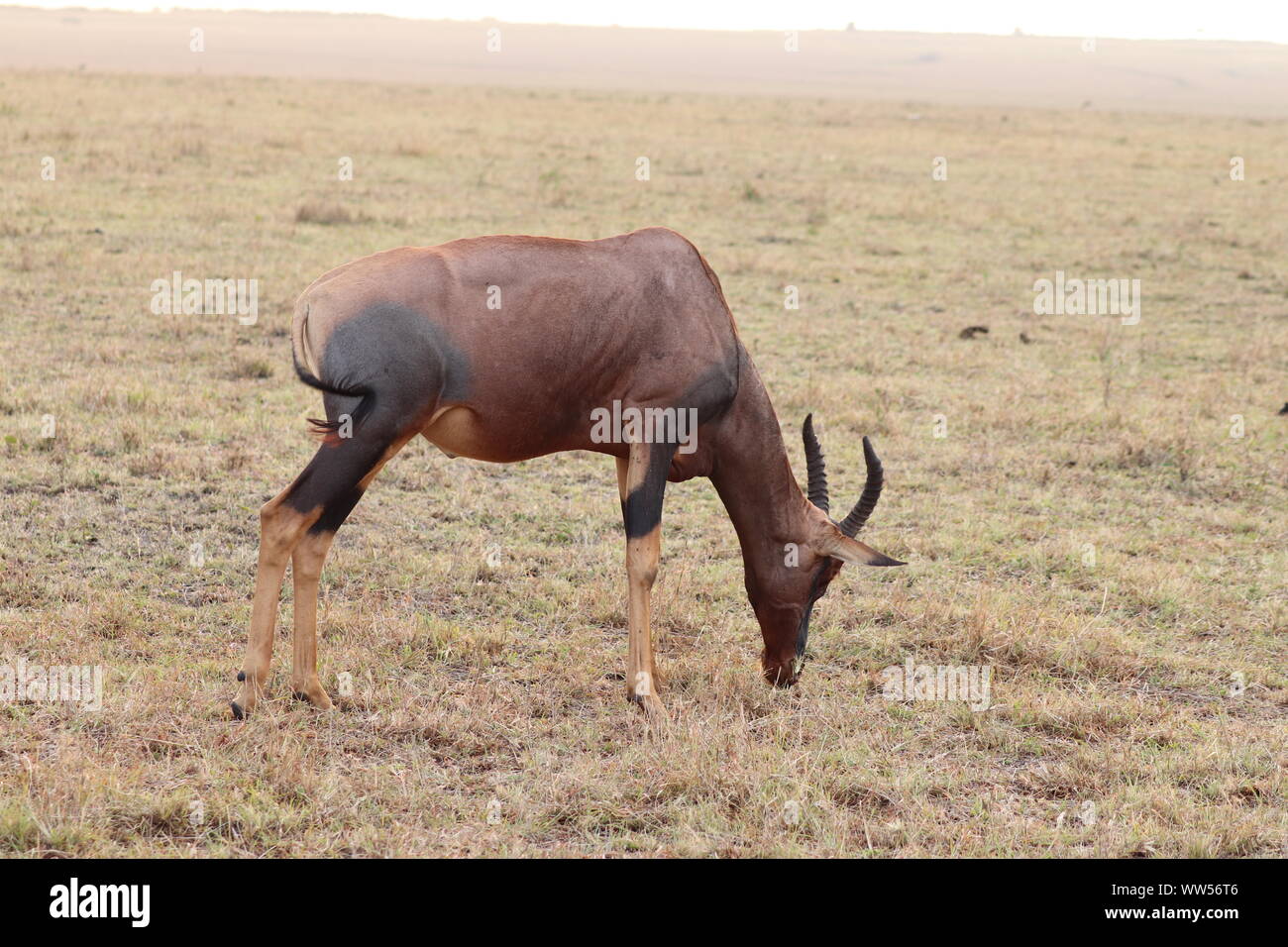 Topi (antelope) grazing in the savannah, Masai Mara National Park ...