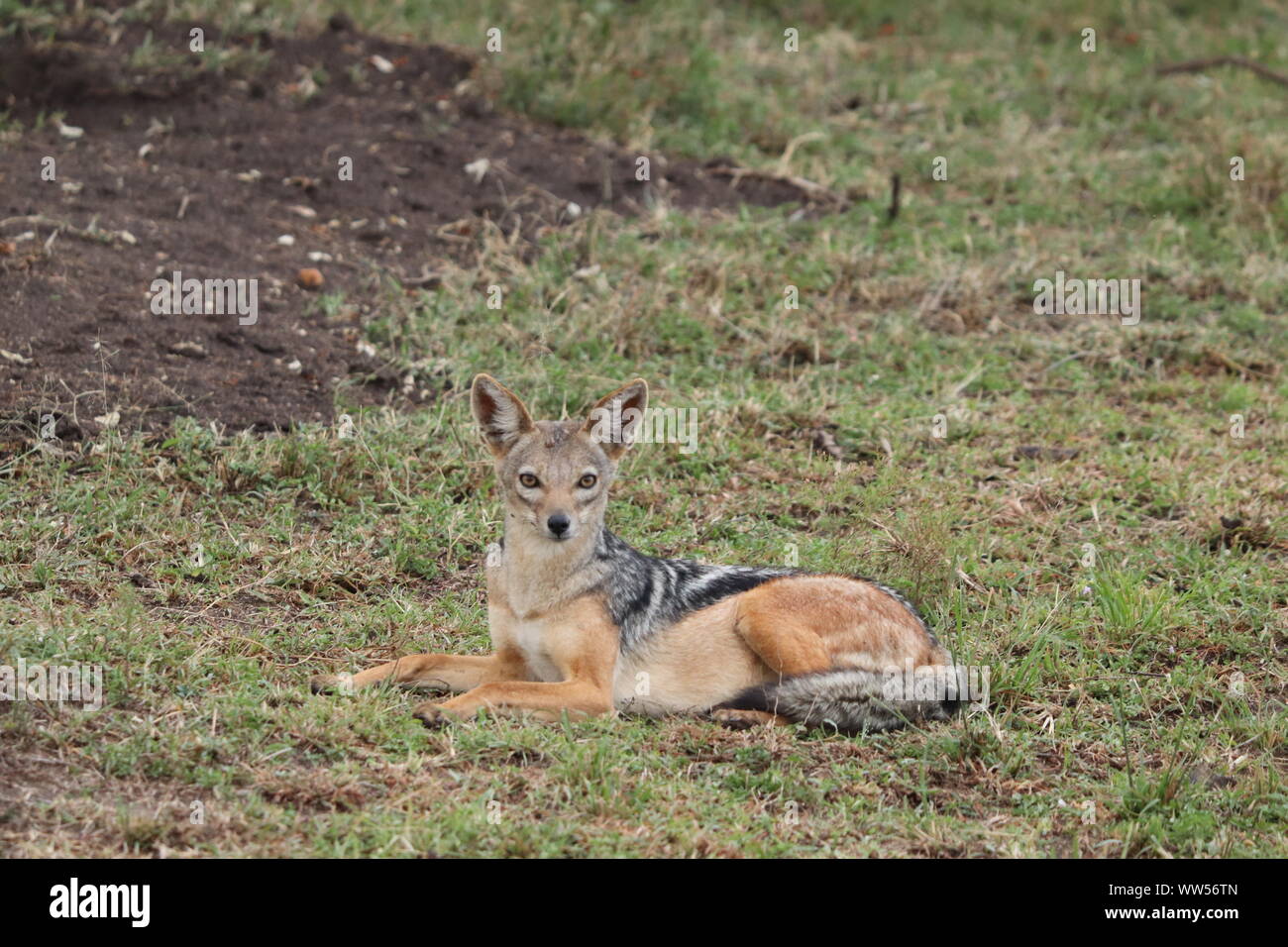 Black-backed jackal resting, Masai Mara National Park, Kenya Stock ...