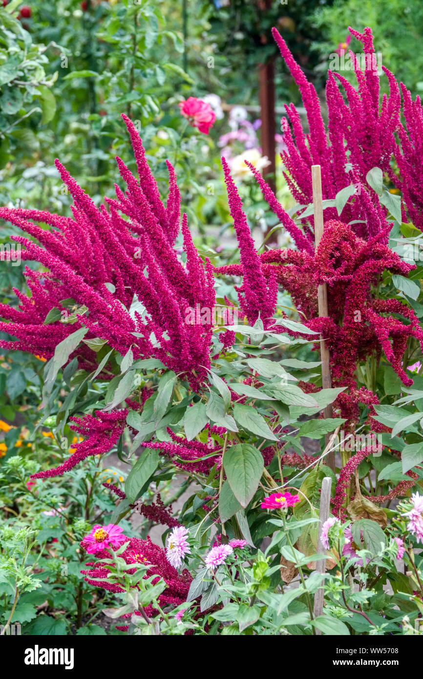 Amaranthus Tricolor Red Army High Resolution Stock Photography and ...