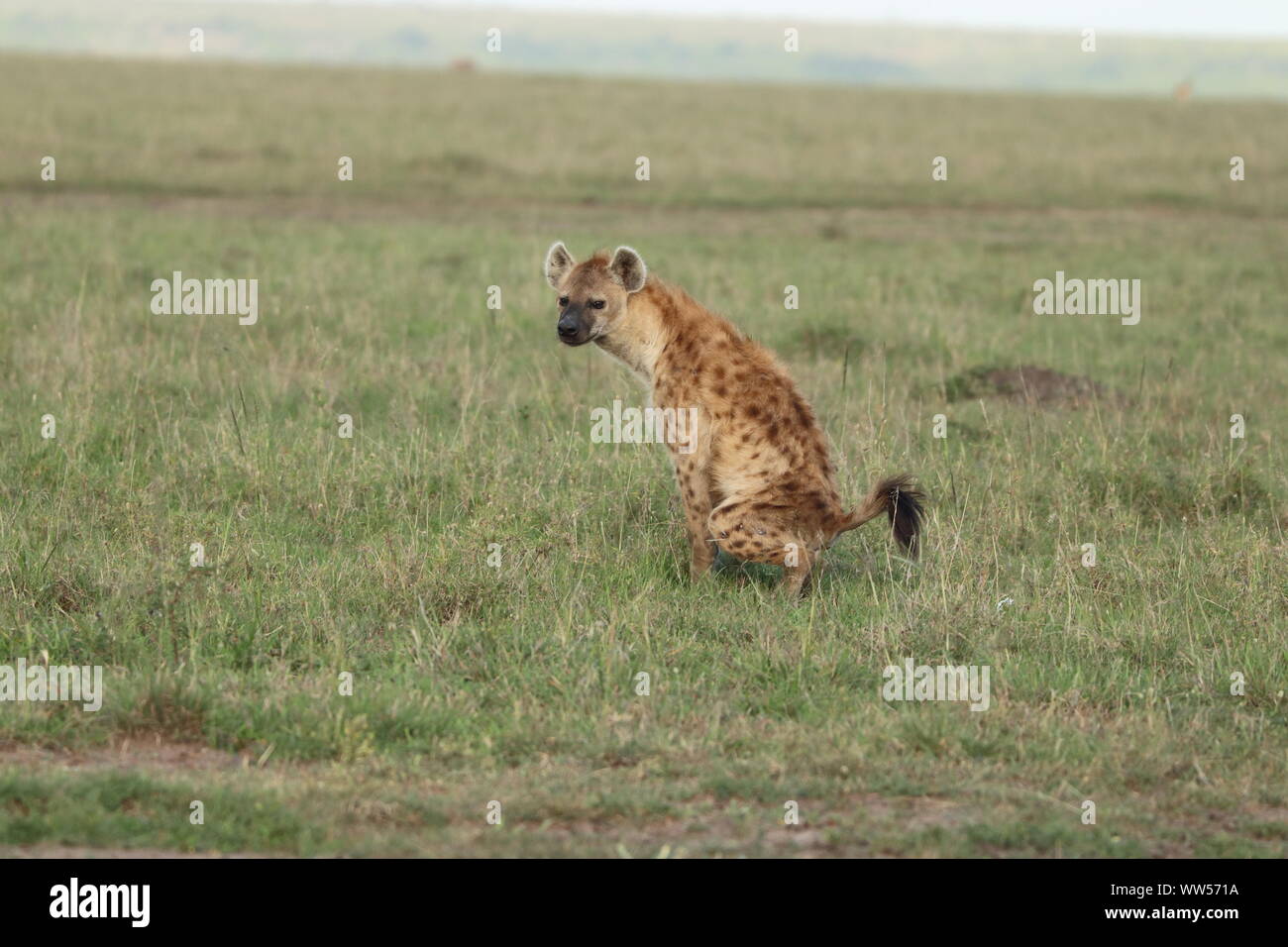 Spotted hyena pooping, Masai Mara National Park, Kenya Stock Photo - Alamy