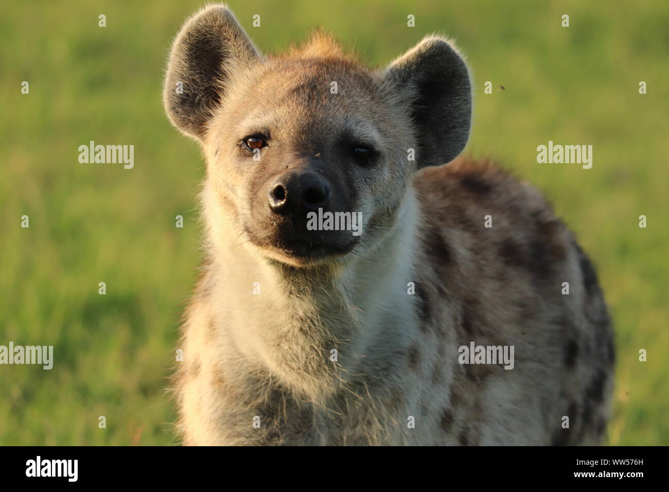 Spotted hyena face (crocuta crocuta) closeup, Masai Mara National Park ...