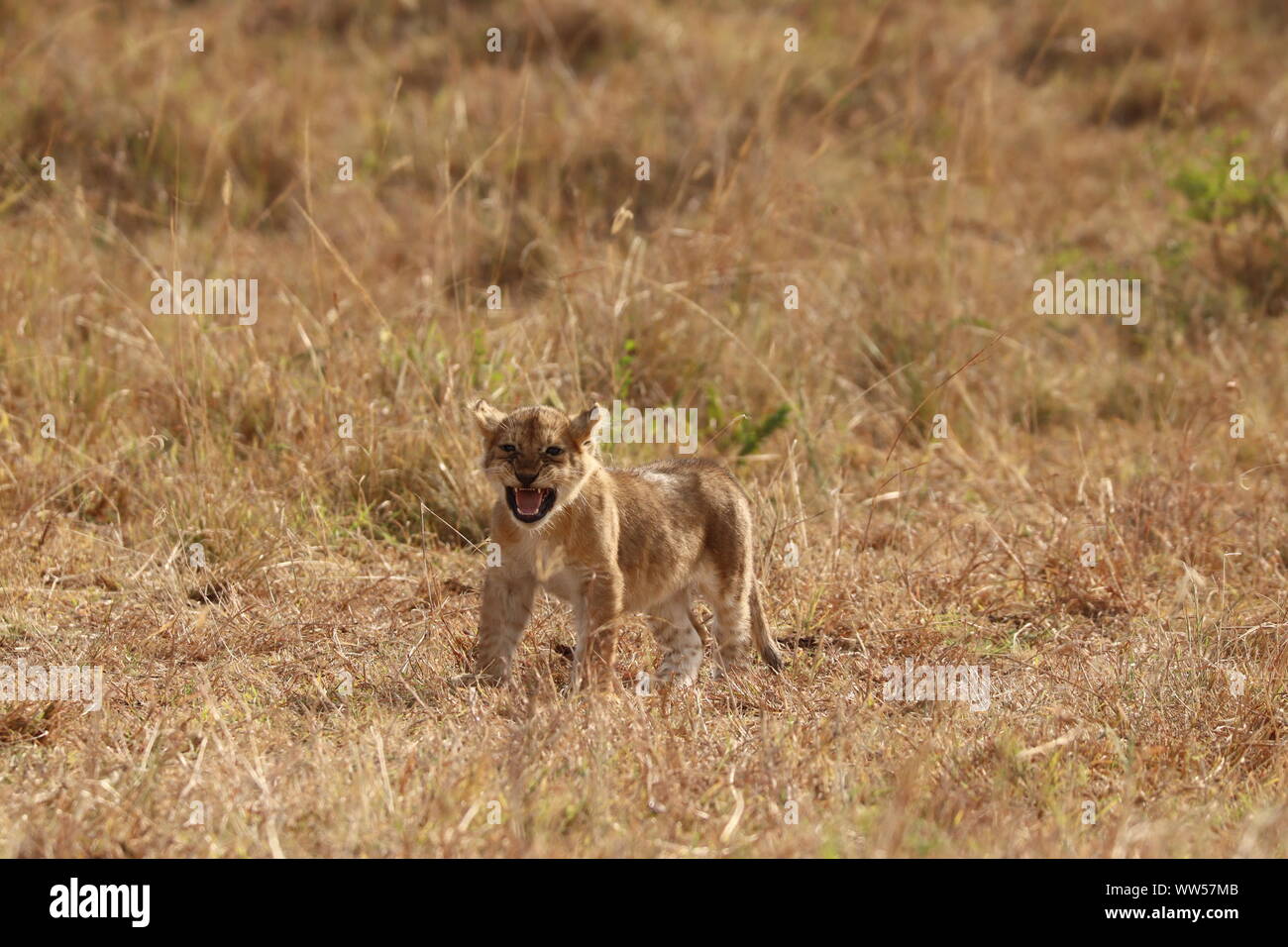 Lion cub roaring, Masai Mara National Park, Kenya Stock Photo - Alamy