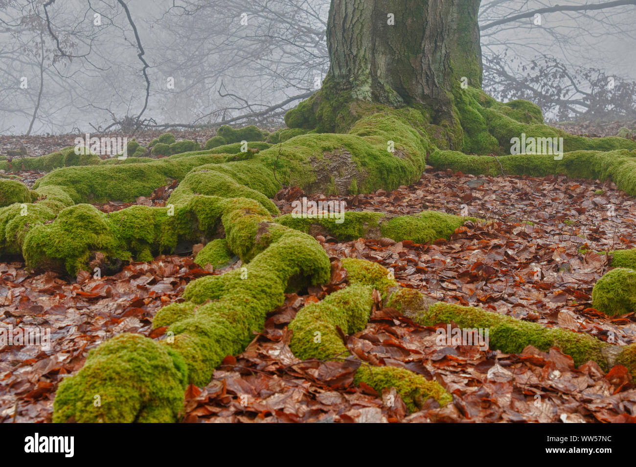 Multiple Roots High Resolution Stock Photography and Images - Alamy