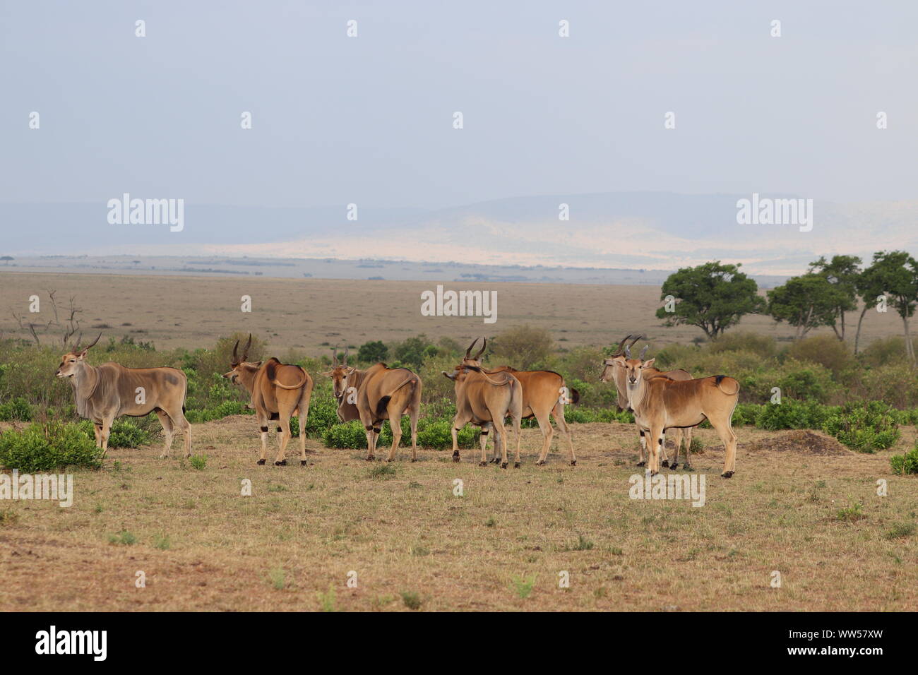 Group of elands in the savannah, Masai Mara National Park, Kenya Stock ...