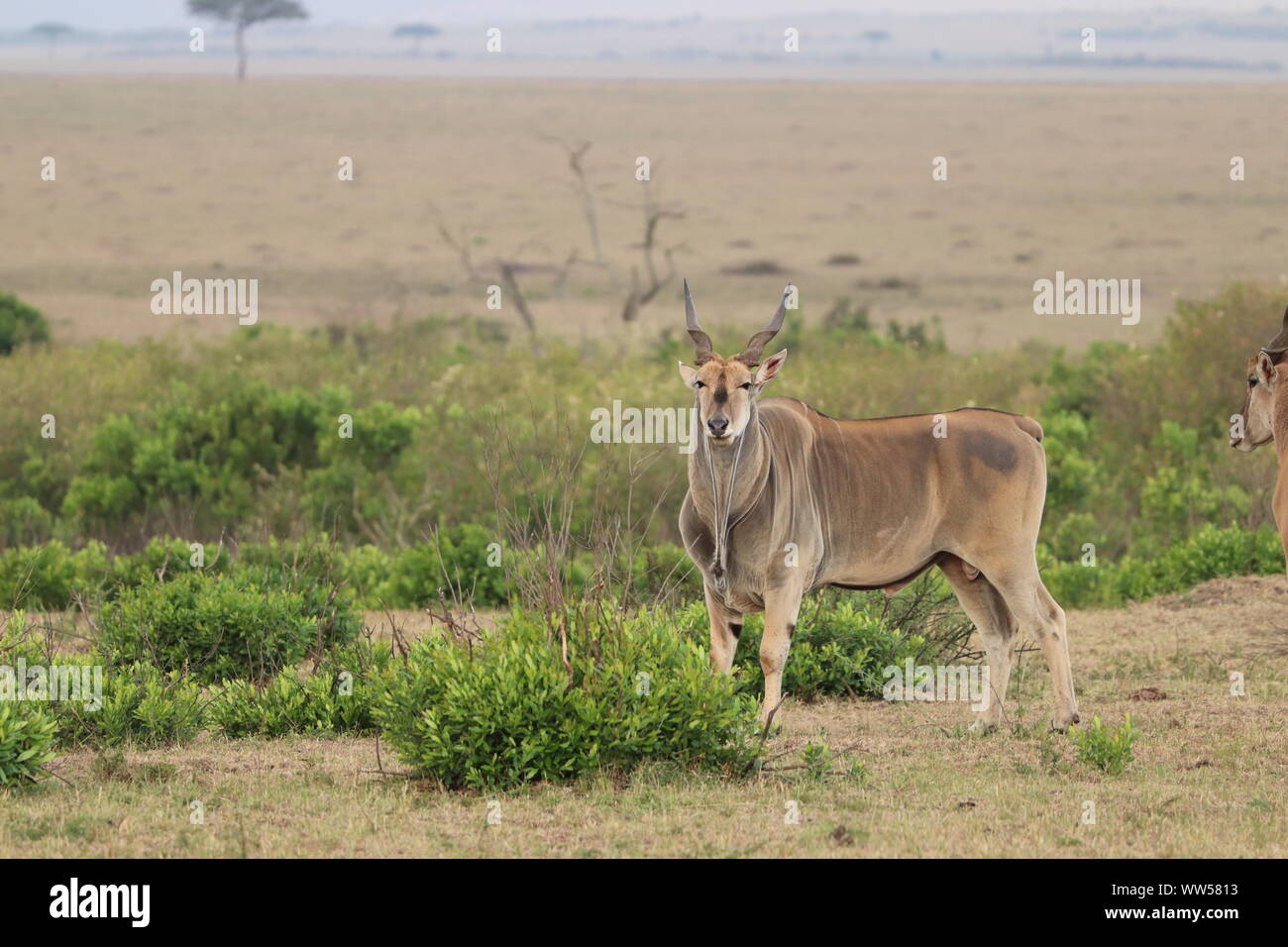 Eland bull in the savannah, Masai Mara National Park, Kenya Stock Photo ...