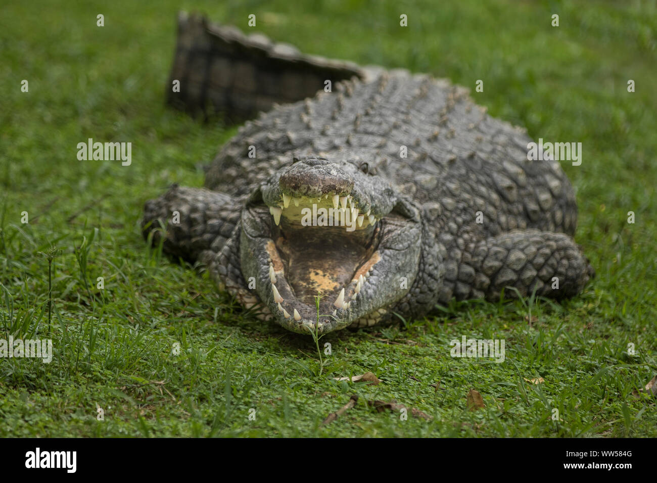 Crocodile (Crocodylidae), South Africa Stock Photo - Alamy