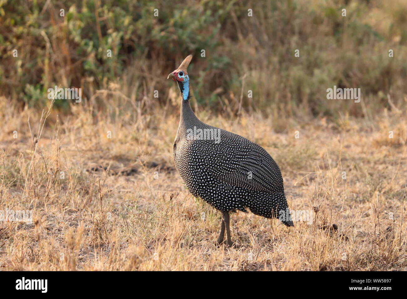 Guinea fowl, Masai Mara National Park, Kenya Stock Photo - Alamy