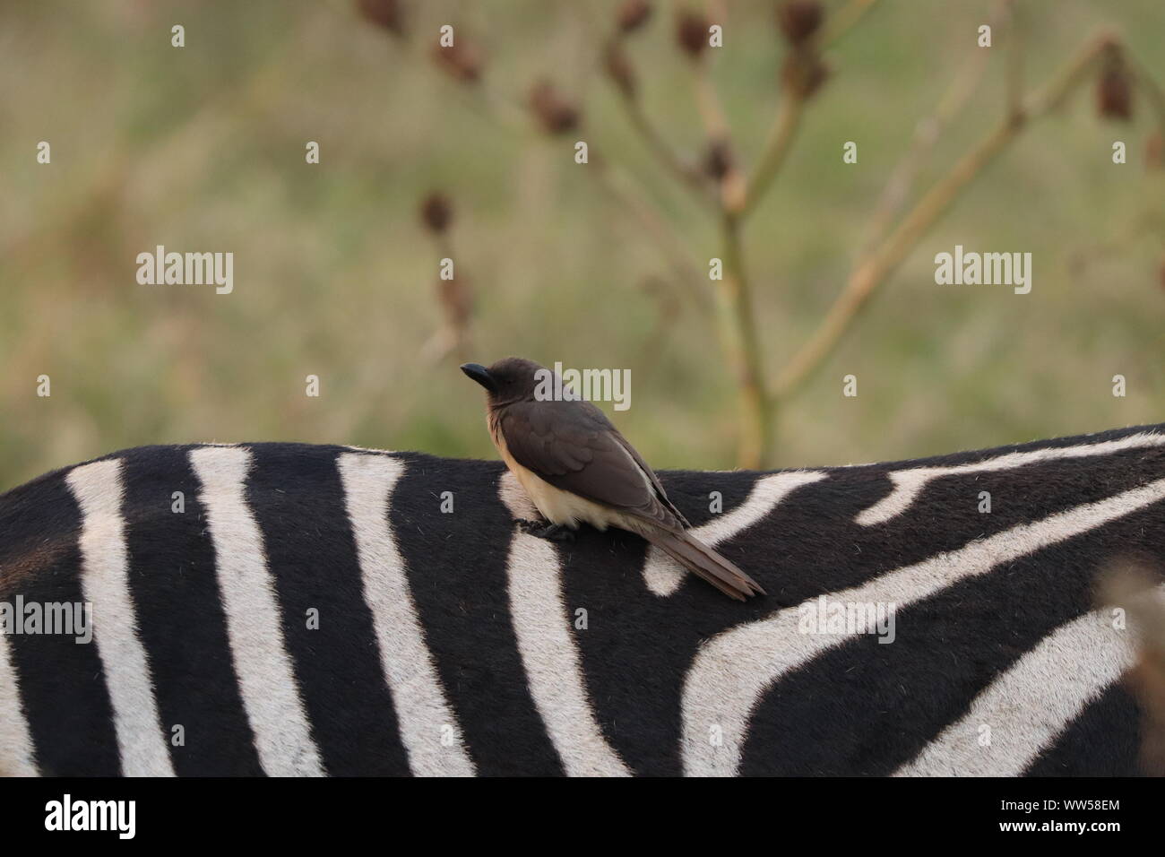 Zebra stripes bird oxpecker hi-res stock photography and images - Alamy
