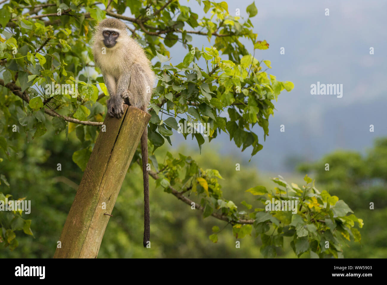 Vervet monkey-Singe vervet (Chlorocebus), Kwazulu-Natal, South Africa ...