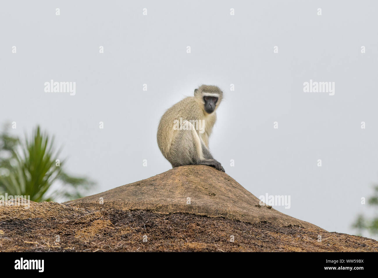 Vervet monkey-Singe vervet (Chlorocebus), Kwazulu-Natal, South Africa ...