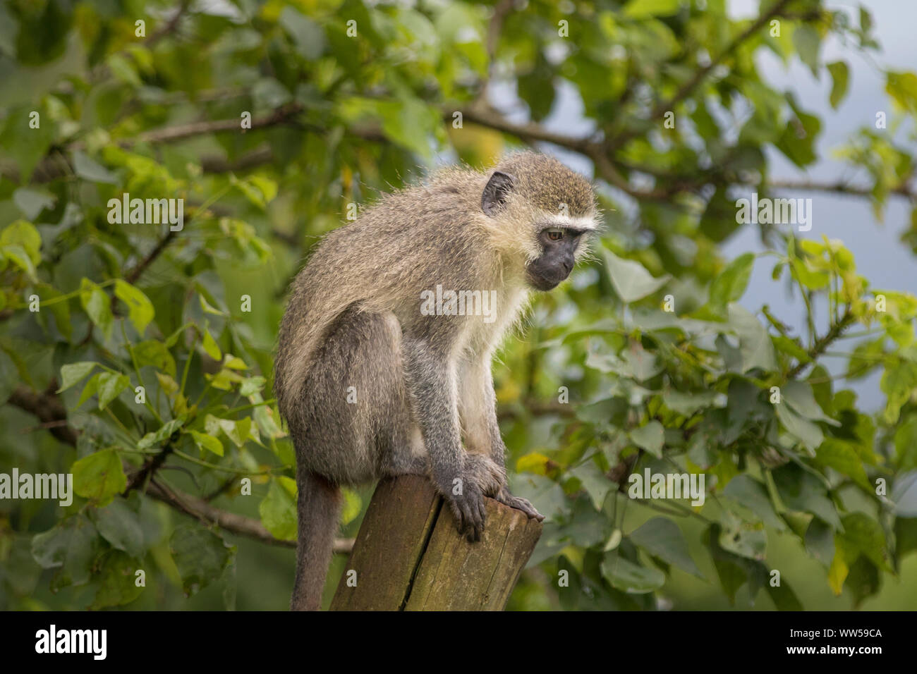 Vervet monkey-Singe vervet (Chlorocebus), Kwazulu-Natal, South Africa ...