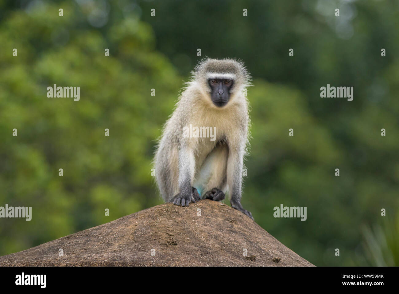 Vervet monkey-Singe vervet (Chlorocebus), Kwazulu-Natal, South Africa ...