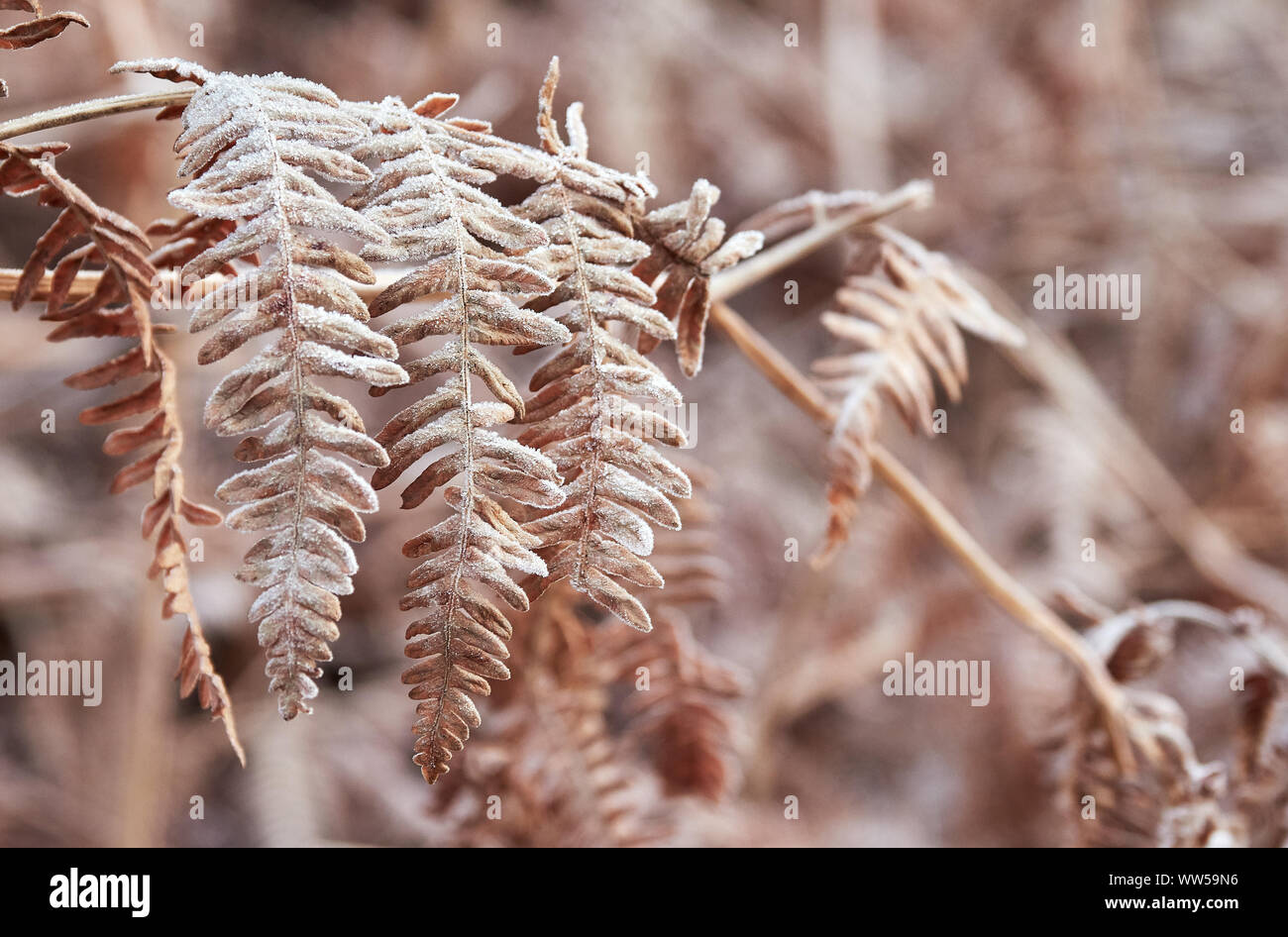 Freezing cold frost close up hi-res stock photography and images - Alamy