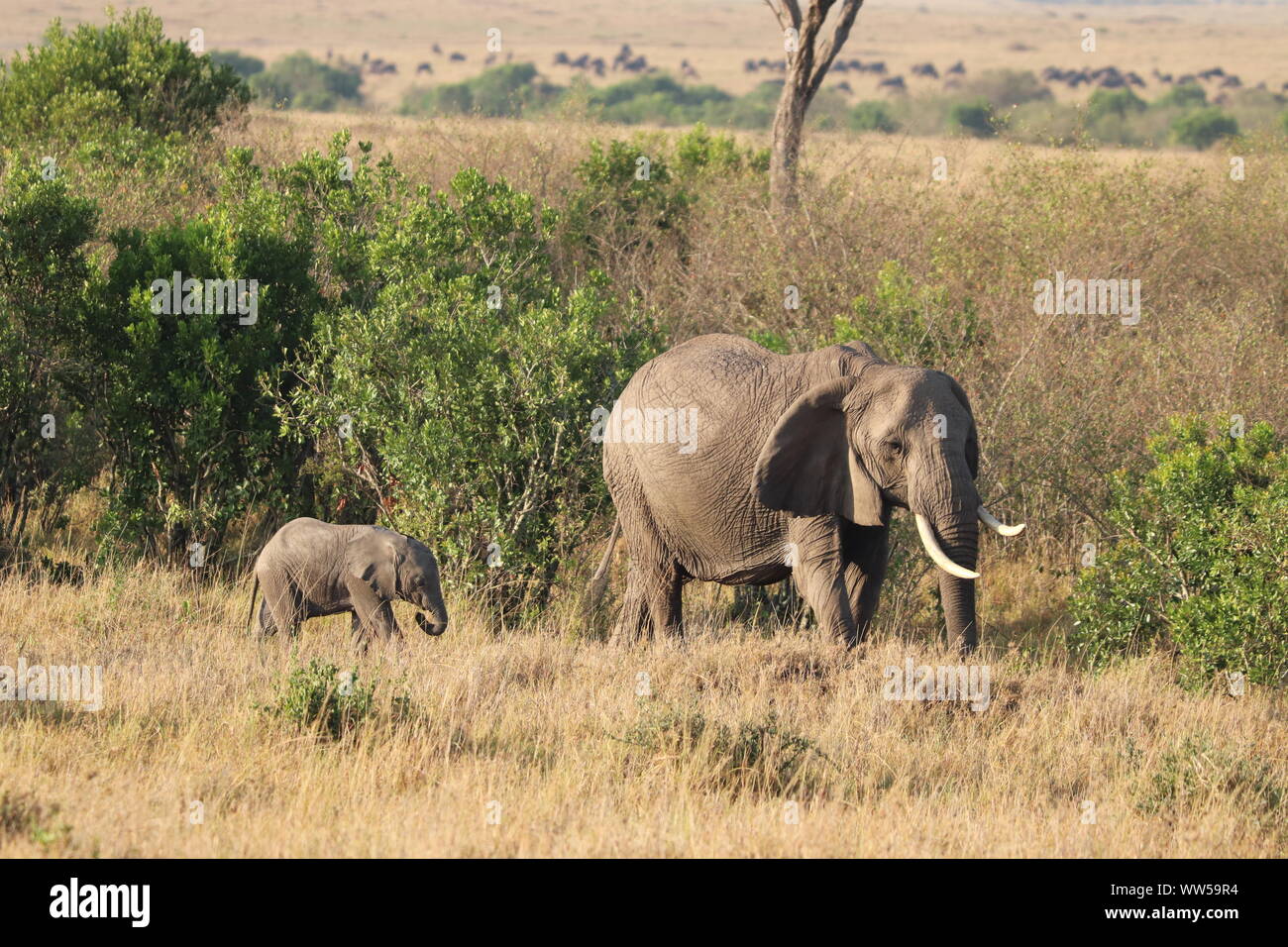 Baby elephant and mom hi-res stock photography and images - Alamy