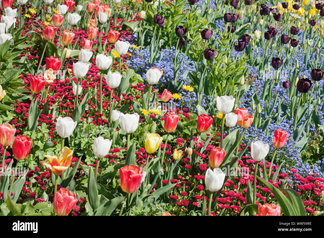 Flowerbed with tulips and hyacinths, island Mainau, Lake Constance ...