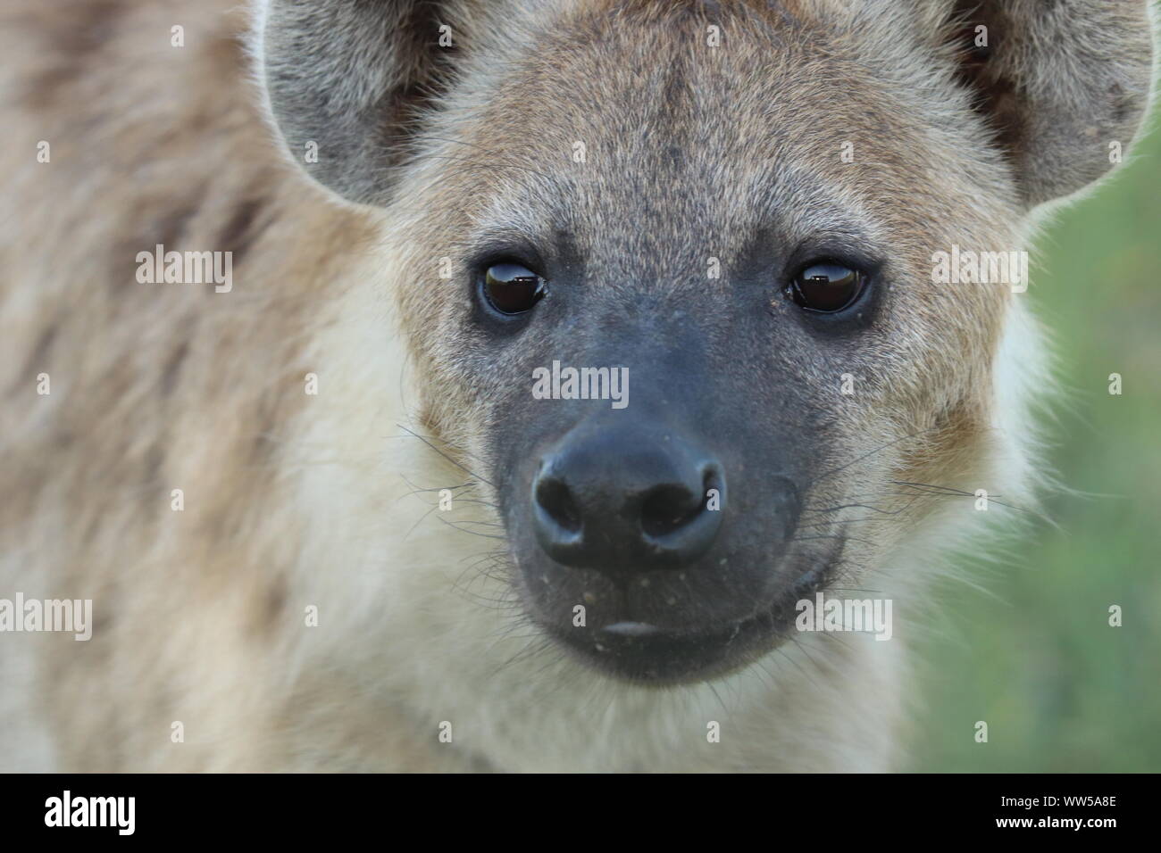 Spotted hyena (crocuta crocuta) face closeup, Masai Mara National Park ...