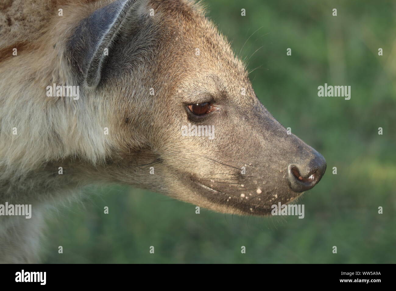 Spotted hyena (crocuta crocuta) face closeup, Masai Mara National Park ...