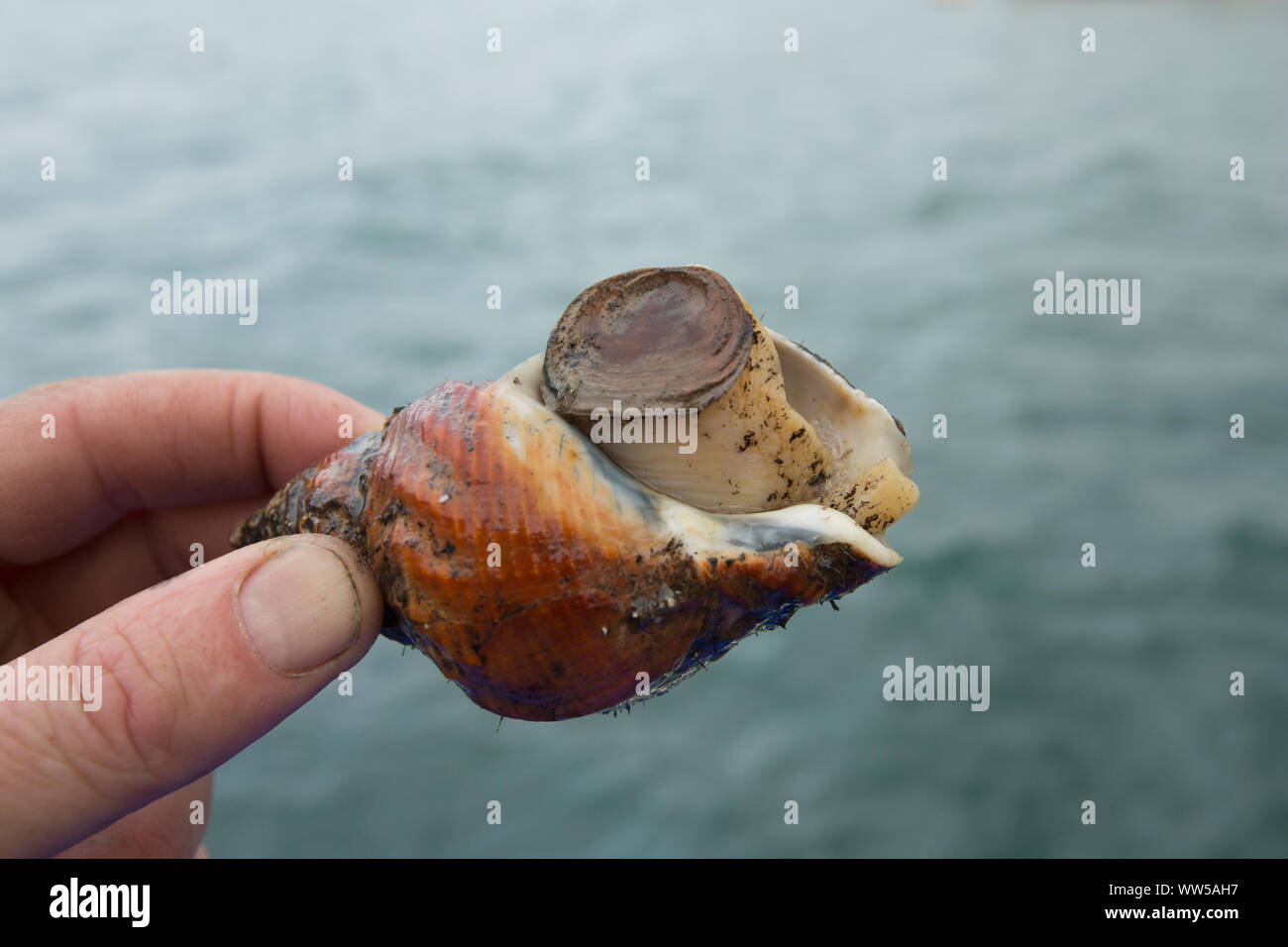 A single, live whelk, Buccinum undatum. England UK GB Stock Photo - Alamy