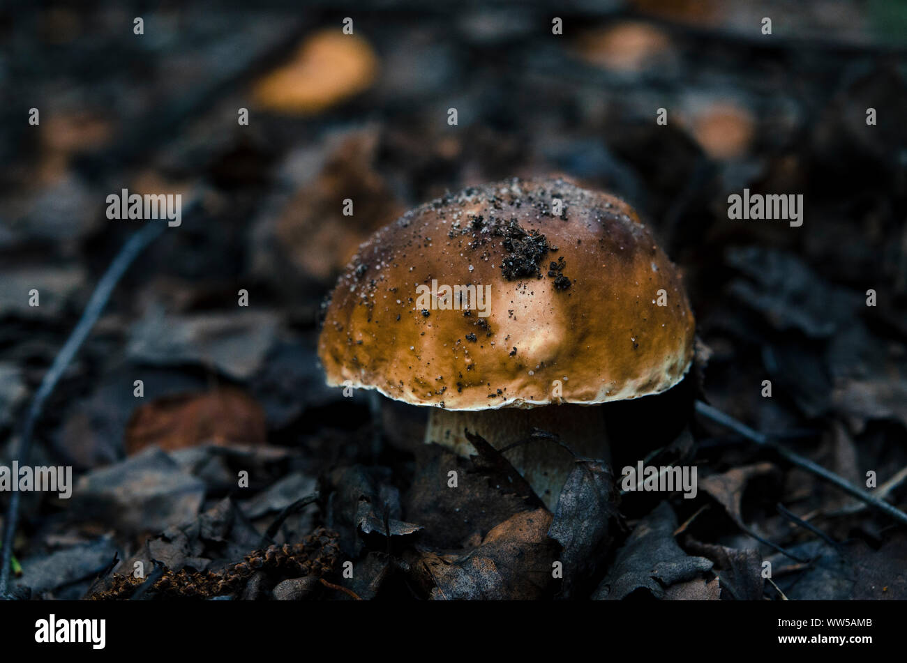 Boletus edulis edible mushroom in the forest Stock Photo - Alamy